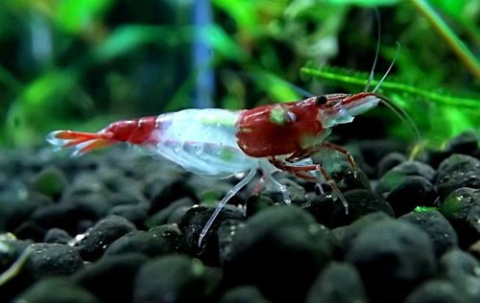 Krewetka Neocaridina RED RILI Sklep Akwarystyczny.EU